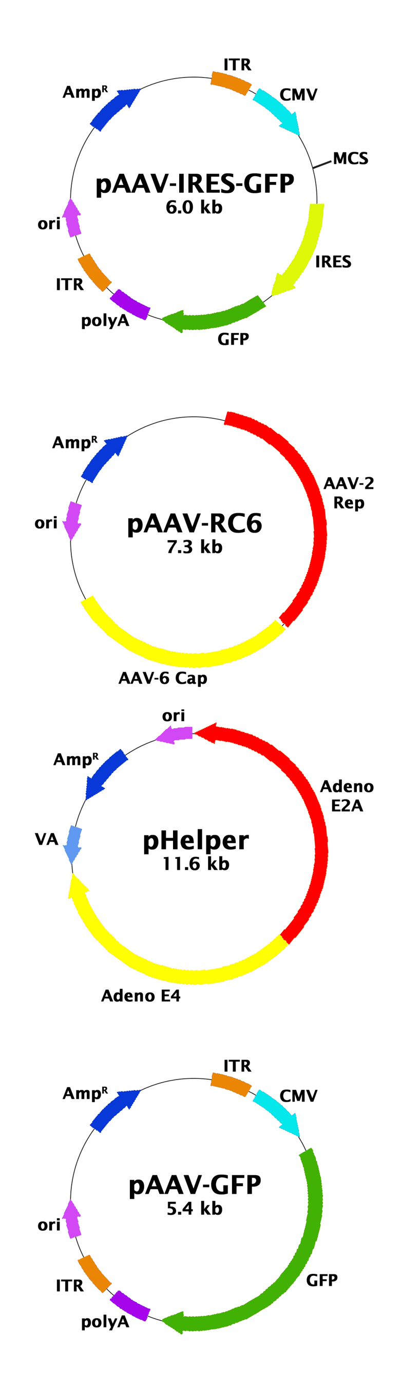 AAV-6 Bicistronic Expression System (IRES-GFP)